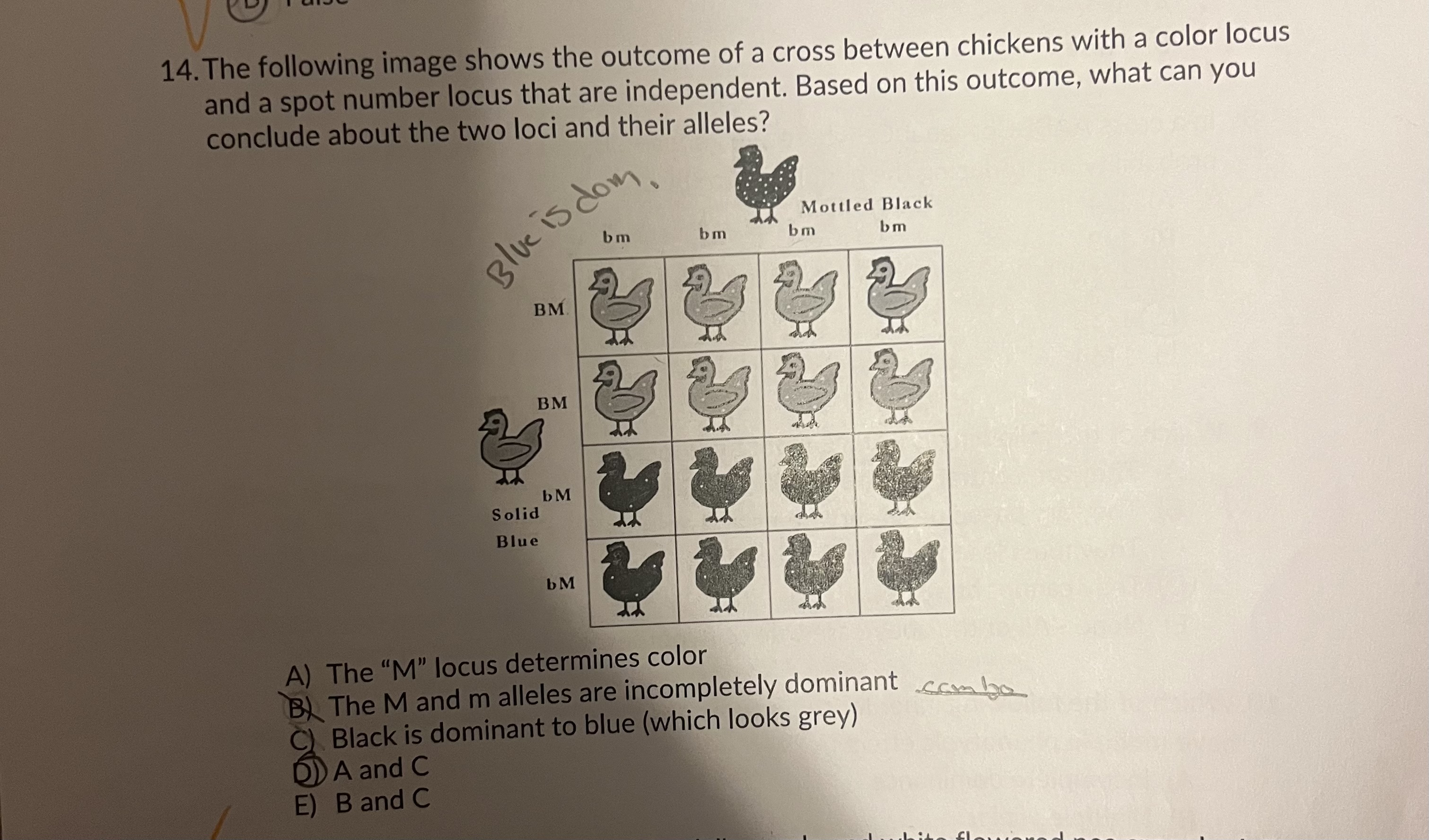 Solved The following image shows the outcome of a cross | Chegg.com