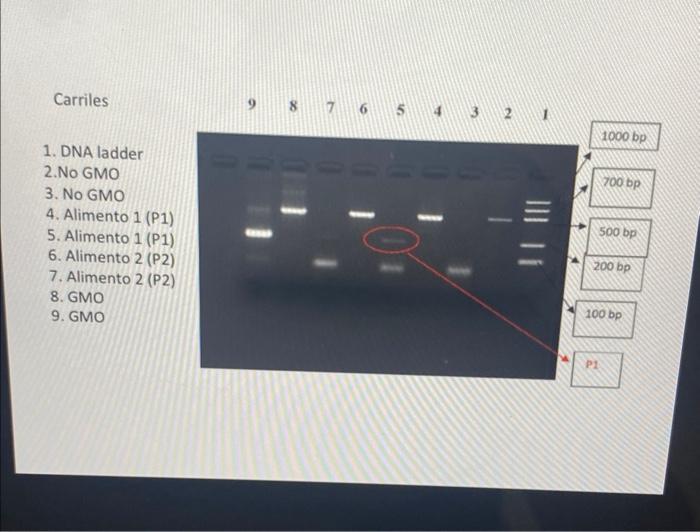Solved 1. DNA ladder 2. No GMO 3. No GMO 4. Alimento 1 (P1) | Chegg.com
