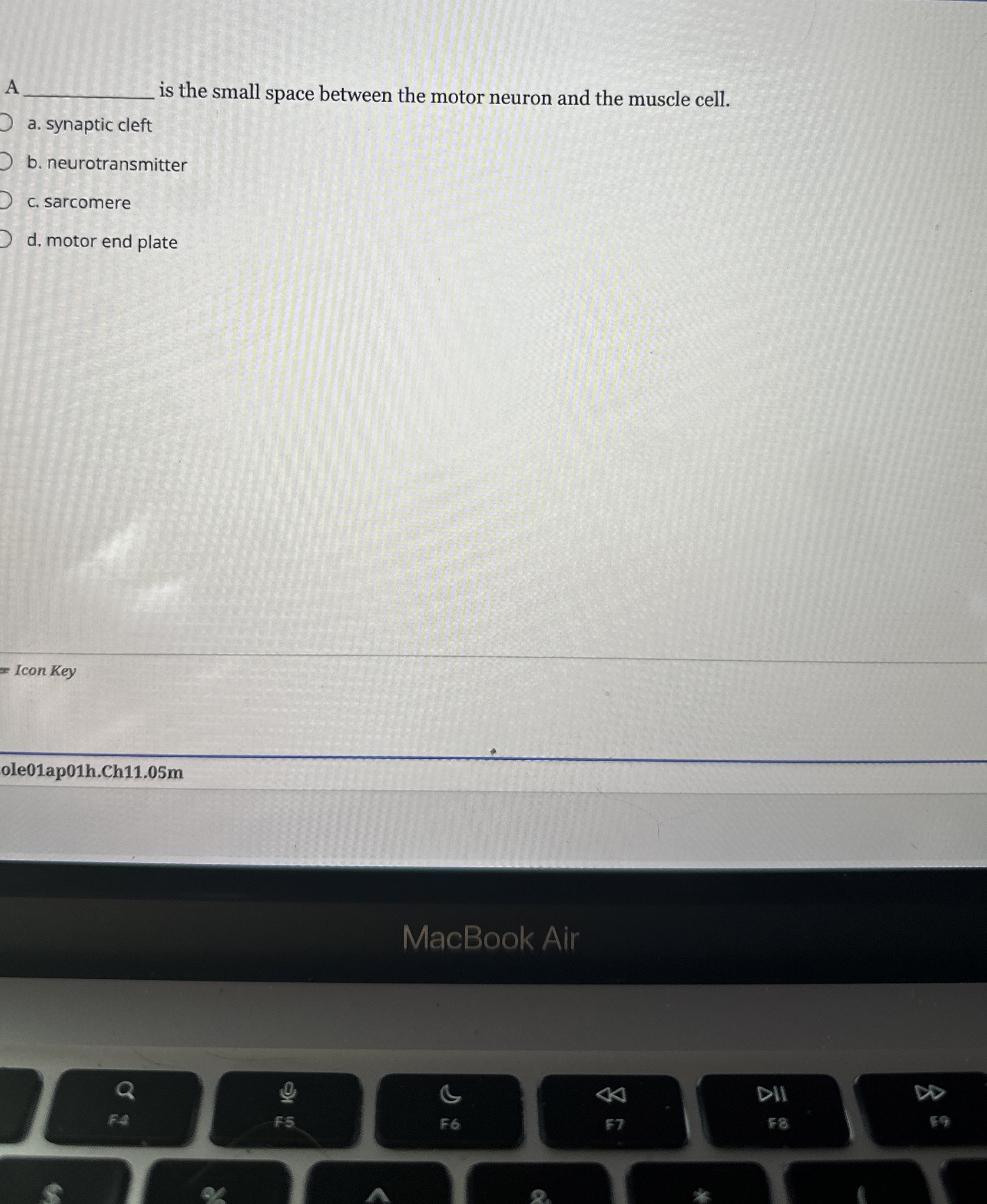 Solved Ais the small space between the motor neuron and the | Chegg.com