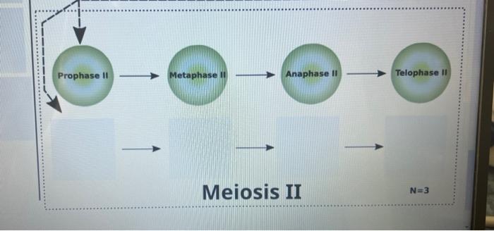 Solved 2N=6 Prophase nn Metaphase Anaphase TelophaseProphase | Chegg.com