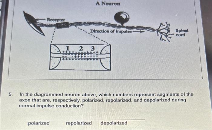 Solved 5. Receptor polarized A Neuron Direction of impulse 1 | Chegg.com