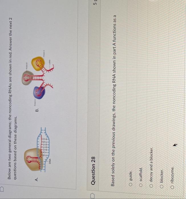 Solved Below are two general diagrams; the noncoding RNAs | Chegg.com