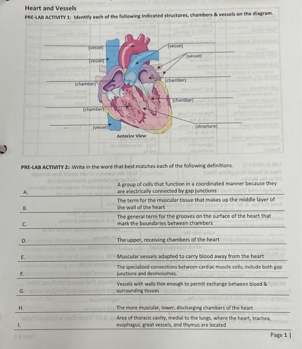 Solved Heart and Vessels PRE-LAB ACTIVITY 1: Identify each | Chegg.com Solved Heart and Vessels PRE-LAB ACTIVITY 1: Identify each | Chegg.com