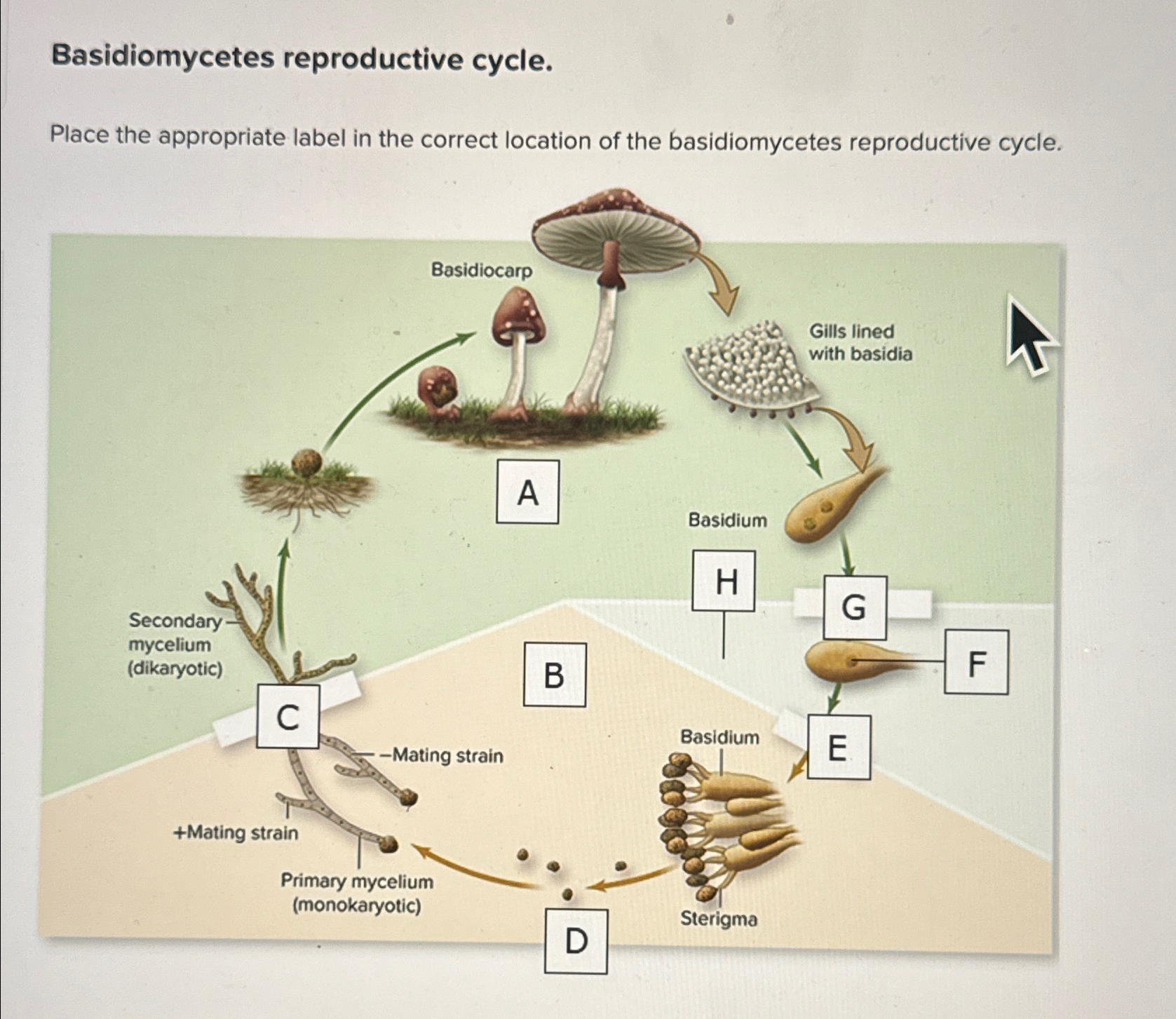 Solved Basidiomycetes reproductive cycle.Place the | Chegg.com
