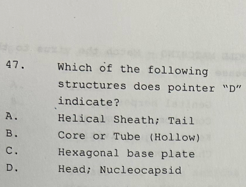 Solved Which of the following structures does pointer "D" | Chegg.com
