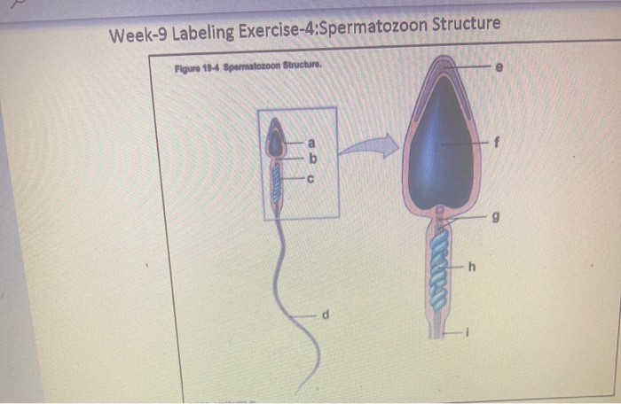 Solved Week-9 Labeling Exercise-4:Spermatozoon Structure | Chegg.com