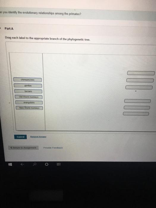 Solved an you identify the evolutionary relationships among | Chegg.com