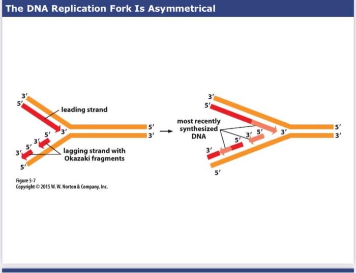 Solved The DNA Replication Fork Is Asymmetrical 3' 5 3' 5 | Chegg.com