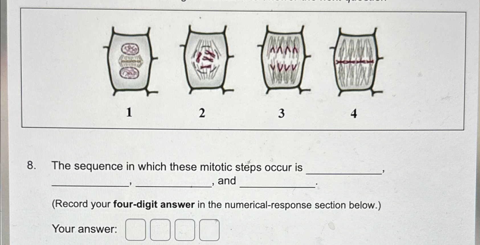 Solved 12348. ﻿The sequence in which these mitotic steps | Chegg.com