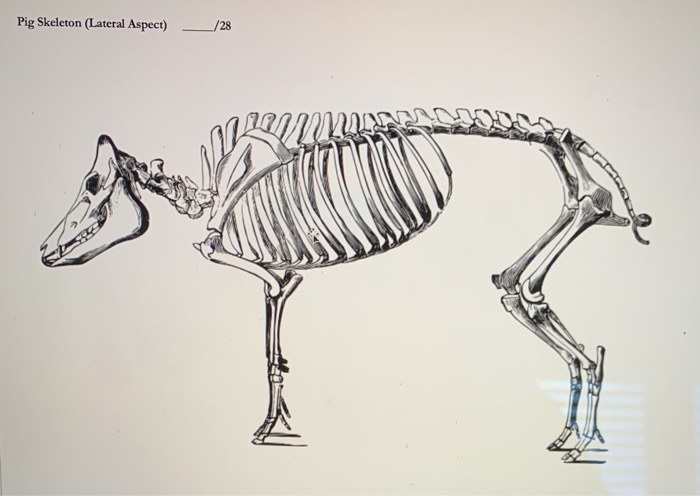 Solved Dogfish Shark Bullfrog Pig Coracoid Bar Scapular | Chegg.com