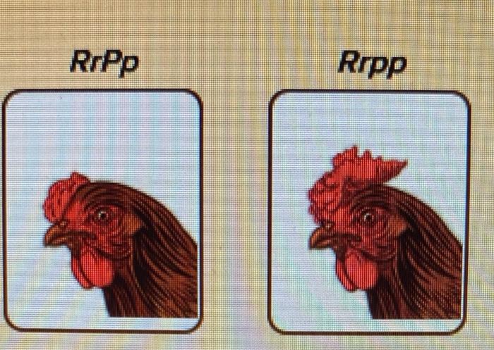 Solved RrPp Rrpp What is the expected phenotype ratio? | Chegg.com