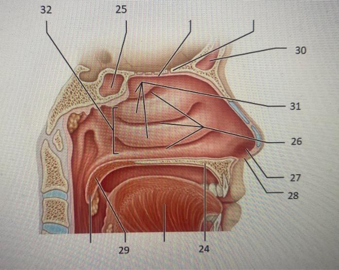 Solved identify all structures | Chegg.com