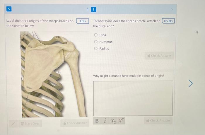 Solved 1 2 3 pts Label the three origins of the triceps | Chegg.com
