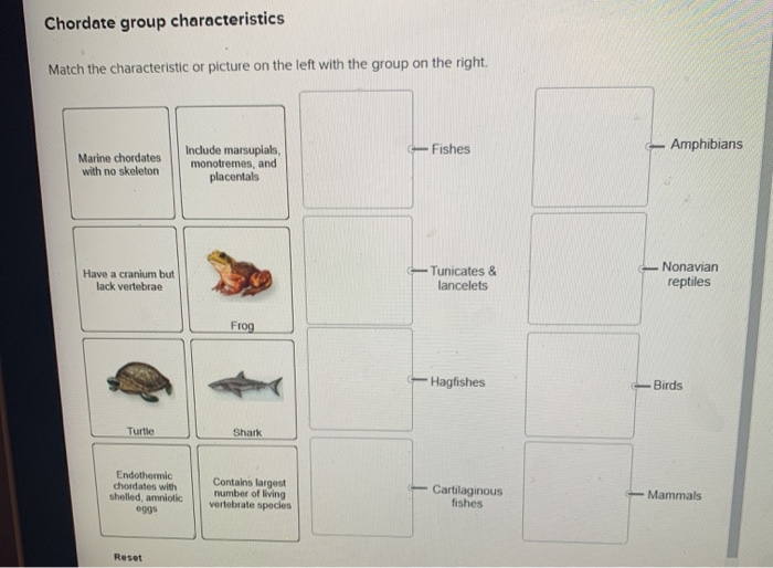 Solved Chordate group characteristics Match the | Chegg.com