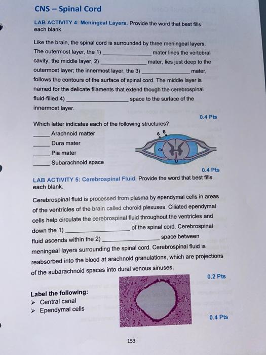 Solved CNS - Spinal Cord (name) (section) Complete PreLab | Chegg.com