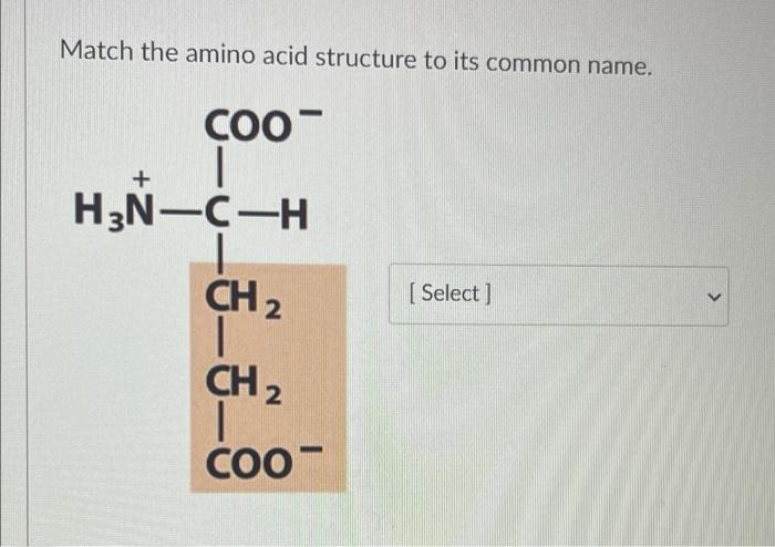 Solved Match the amino acid structure to its common name. | Chegg.com