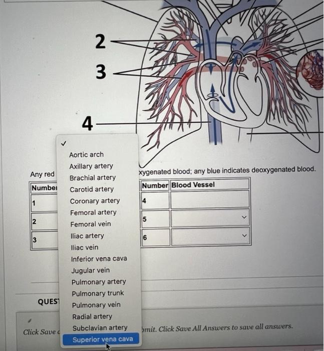 Solved Identify the numbered blood vessels where indicated | Chegg.com