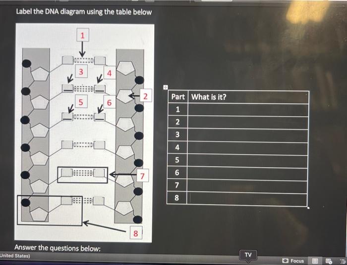 Solved Label the DNA diagram using the table below Answer | Chegg.com