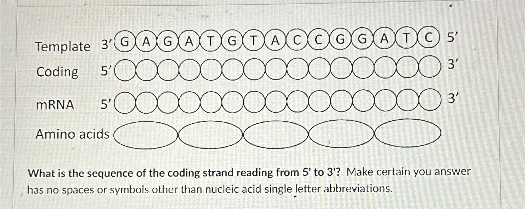 Solved TemplateT) A ﻿C) (c) (C) (G) ﻿G) ﻿A) T ﻿C) 5'Coding | Chegg.com