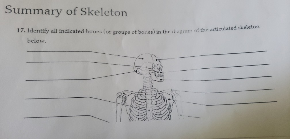 Solved Summary of Skeleton 17. Identify all indicated bones | Chegg.com