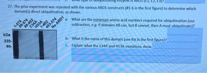 Solved 23. Researchers analyzed ARD1, a protein involved in | Chegg.com