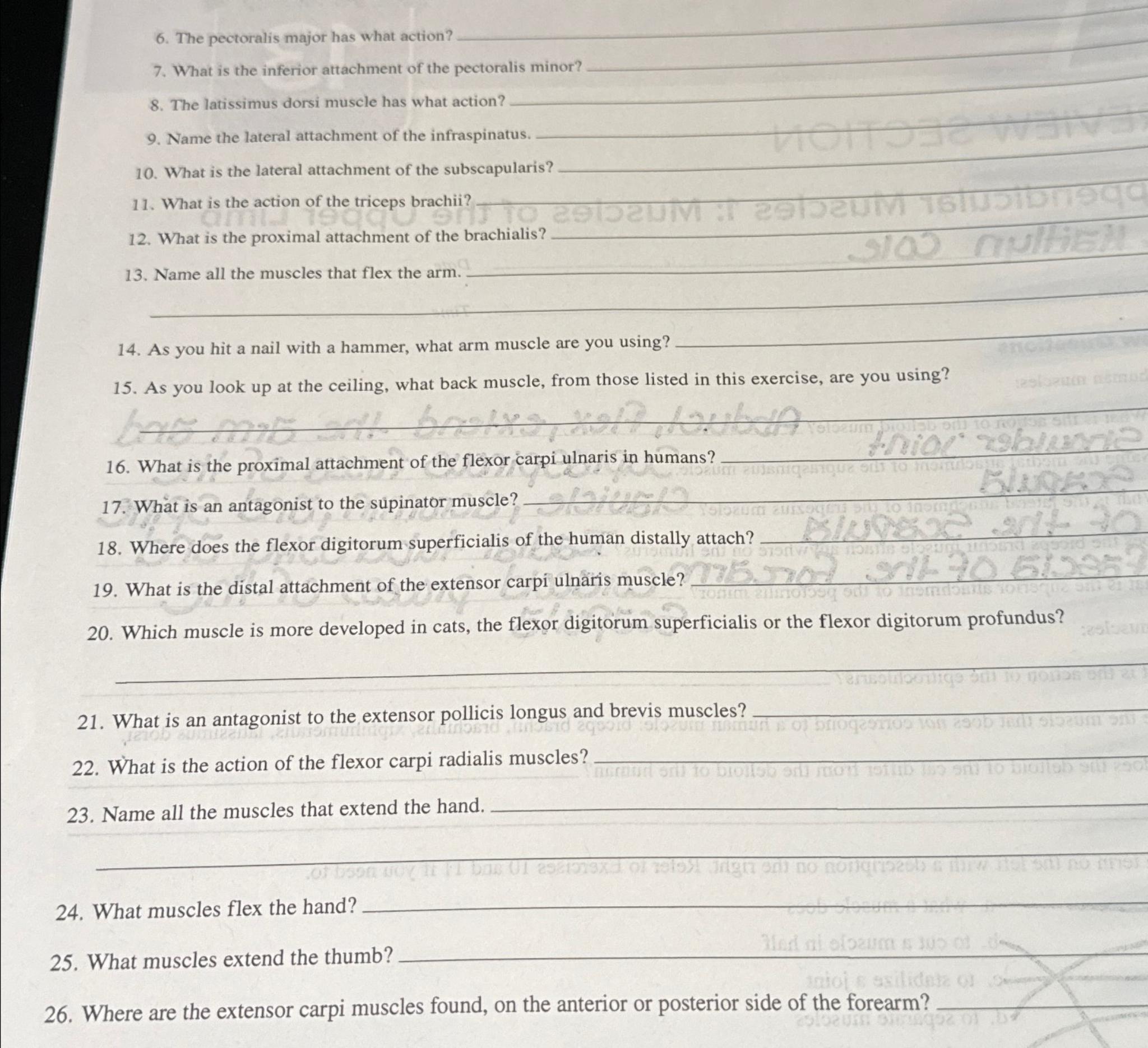 Solved The pectoralis major has what action?What is the | Chegg.com