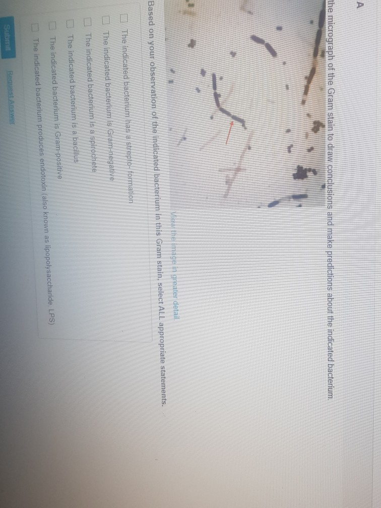 Solved А the micrograph of the Gram stain to draw | Chegg.com