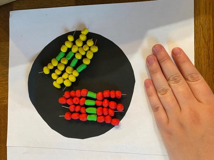Solved Please help me create these models of each stage as | Chegg.com