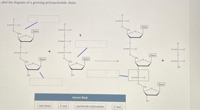 Solved Label the diagram of a growing polynucleotide chain. | Chegg.com