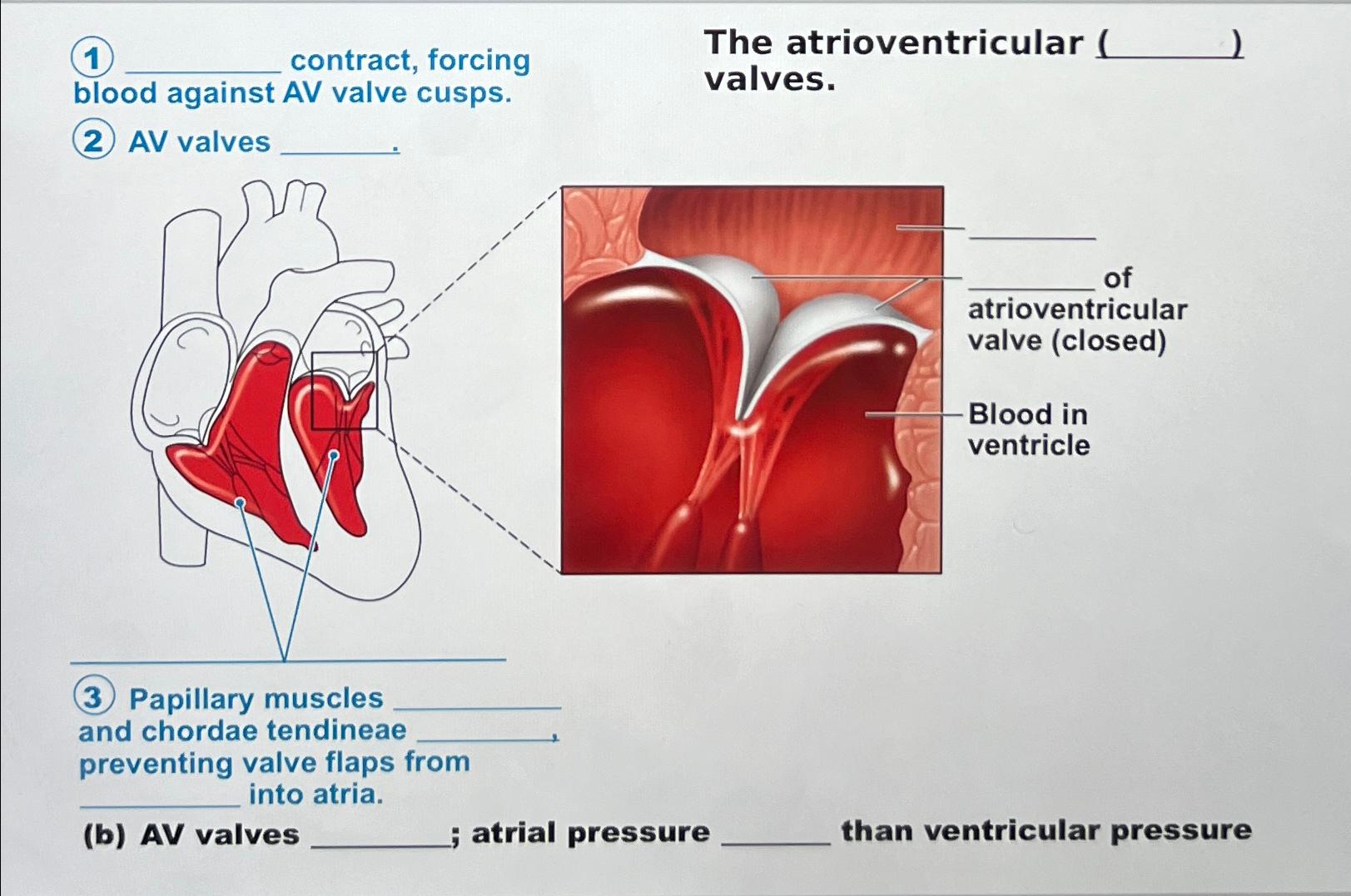 Solved (1) ﻿contract, forcing blood against AV valve | Chegg.com