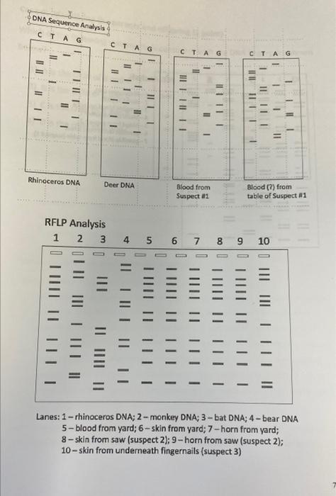 Solved The Use of DNA in Forenics Today molecular techniques | Chegg.com