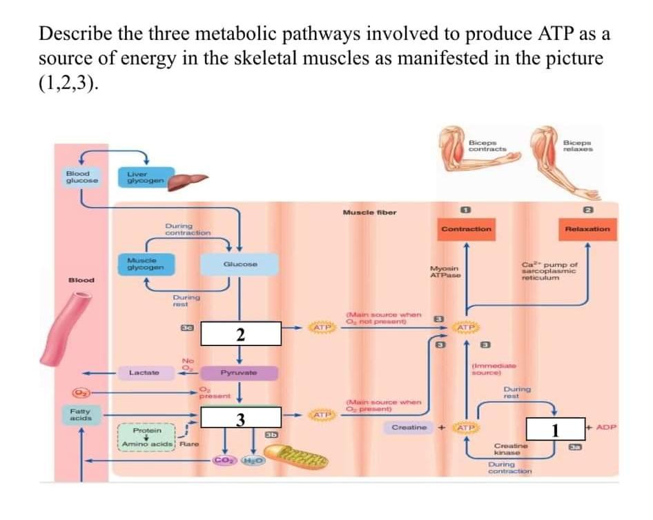 Solved Describe the three metabolic pathways involved to | Chegg.com