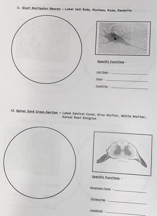 Solved 9. Blood (Vascular Tissue - Label Erythrocytes, | Chegg.com