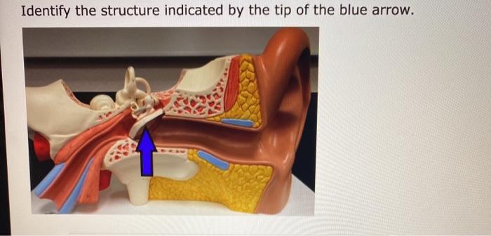 Solved Identify the structure indicated by the tip of the | Chegg.com