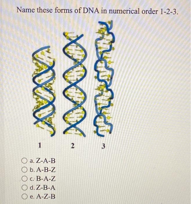 Solved Name these forms of DNA in numerical order 1-2-3. PAR | Chegg.com