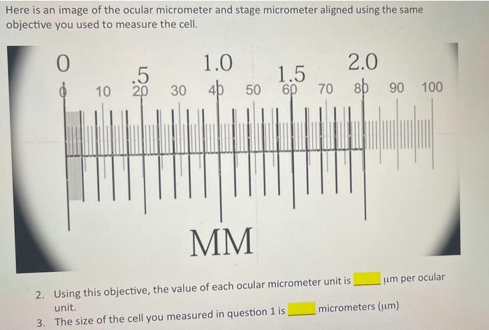 Solved Next you line up the ocular micrometer to obtain the | Chegg.com
