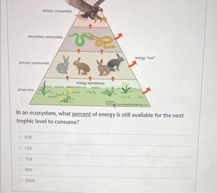Solved tertiary consumers secondary consumers energy "lost" | Chegg.com