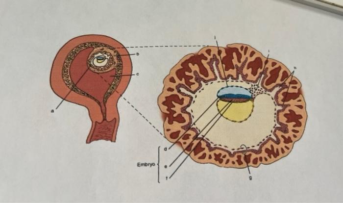 Solved 3. Using the letters on the diagram, correctly | Chegg.com