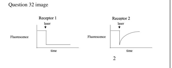 Solved The graphs below show FRAP (fluorescence recovery | Chegg.com