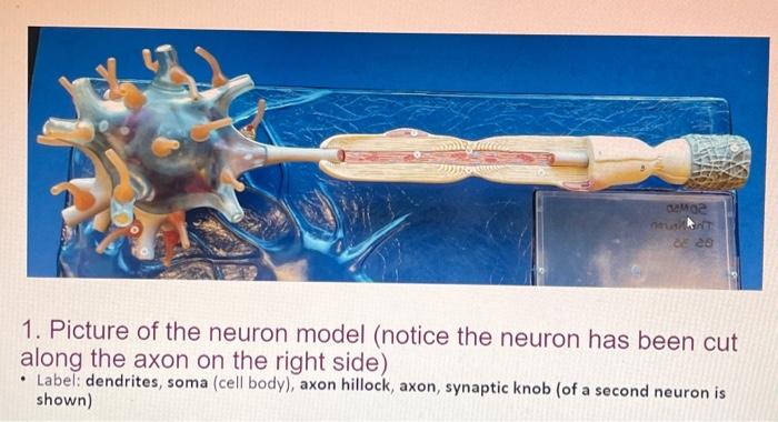 Solved 1. Picture of the neuron model (notice the neuron has | Chegg.com