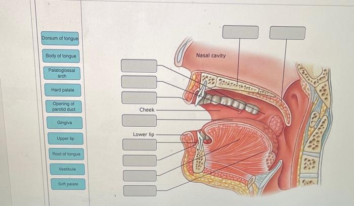 Solved Lingual tonsil Palatine tonsil Epiglottis Uvula | Chegg.com