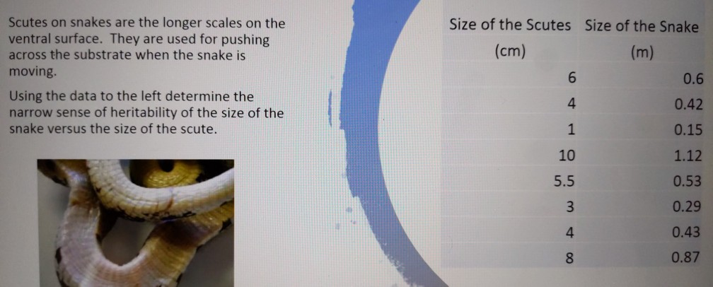 Solved Scutes on snakes are the longer scales on the ventral | Chegg.com