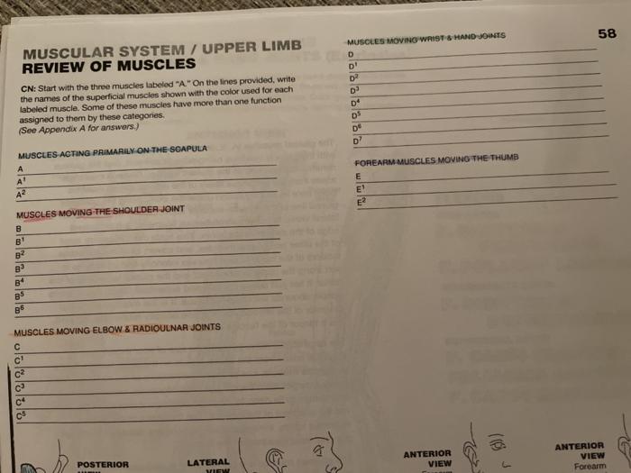 Solved MUSCLENOVODNI D 58 MUSCULAR SYSTEM / UPPER LIMB | Chegg.com