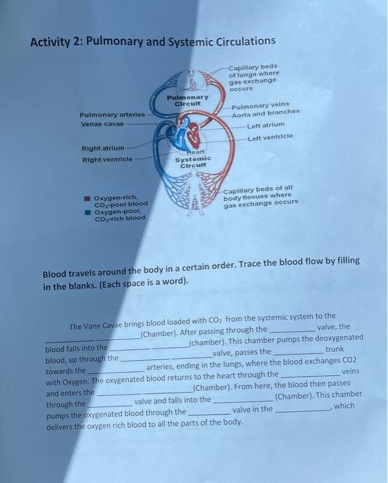 Activity 2: Pulmonary and Systemic Circulations | Chegg.com