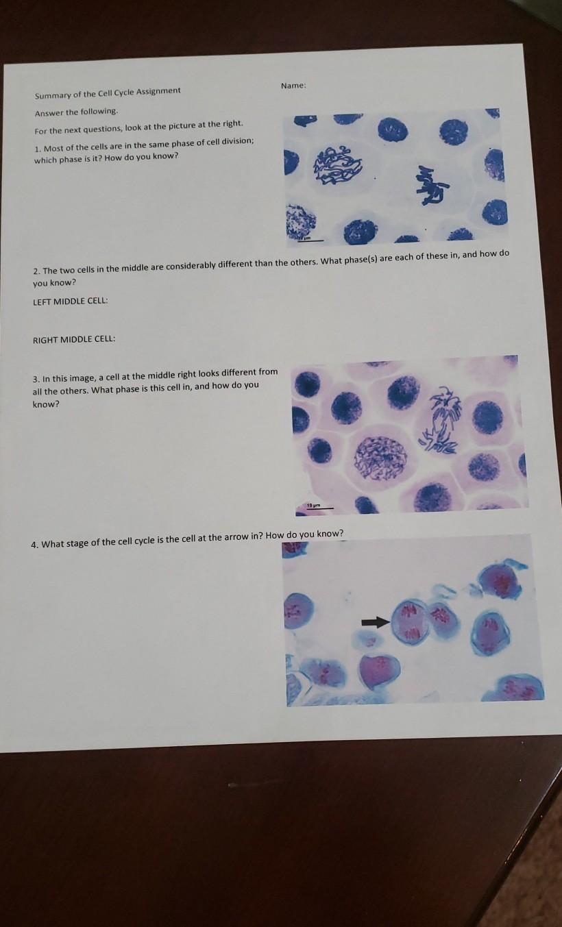 Solved Name: Summary of the Cell Cycle Assignment Answer the | Chegg.com