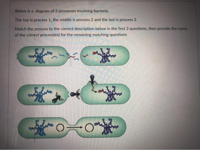 Solved Below is a diagram of 3 processes involving bacteria. | Chegg.com