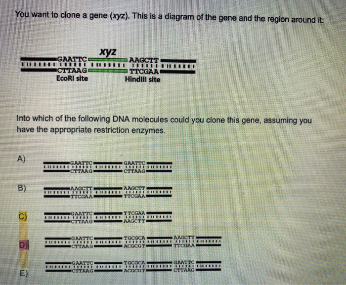 Solved You want to clone a gene (xyz). This is a diagram of | Chegg.com