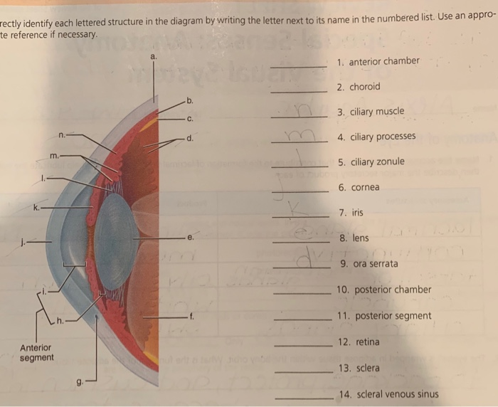 Solved correctly identify each lettered structure of the eye | Chegg.com Solved correctly identify each lettered structure of the eye | Chegg.com