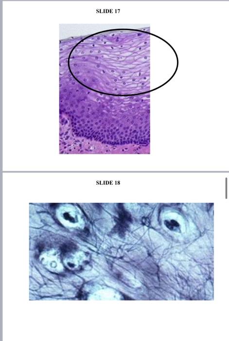 SLIDE 19 SLIDE 20 SLIDE 17 SLIDE 18 SLIDE | Chegg.com