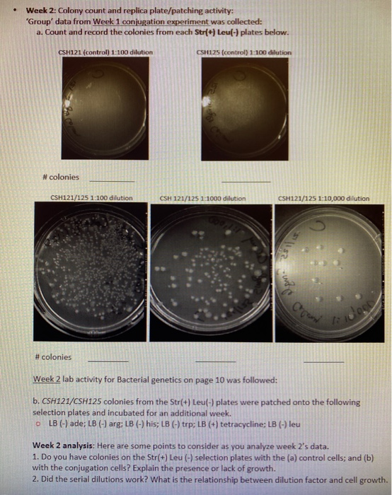 Solved • Week 2: Colony count and replica plate/patching | Chegg.com